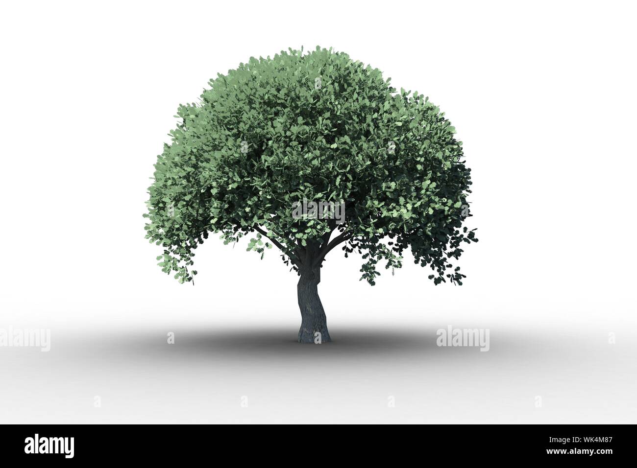 Tree with green leaves growing on white background Stock Photo - Alamy
