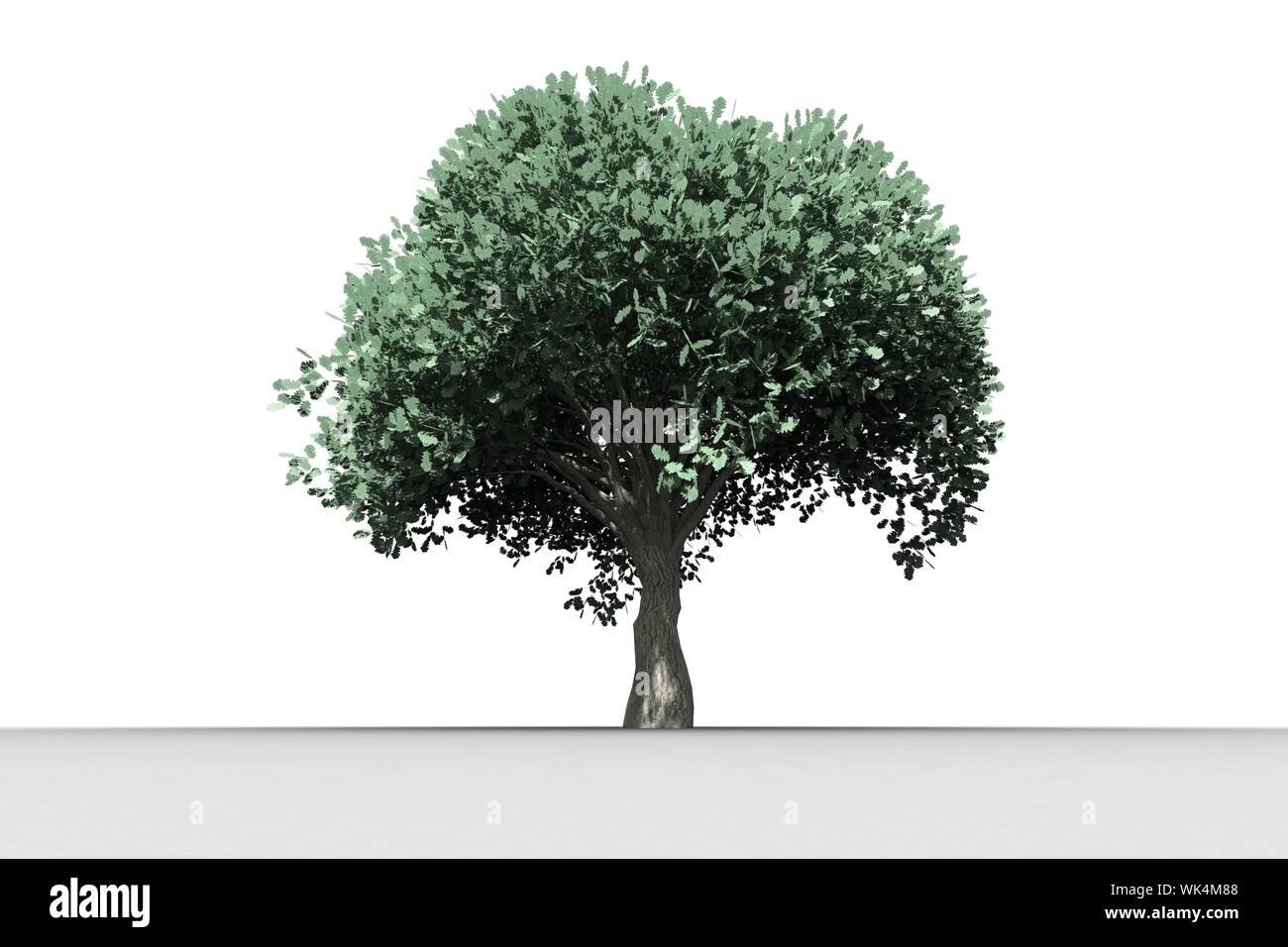 Tree with green leaves growing on white background Stock Photo - Alamy