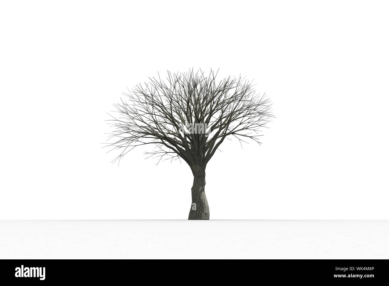 Dead tree with no leaves on white background Stock Photo - Alamy