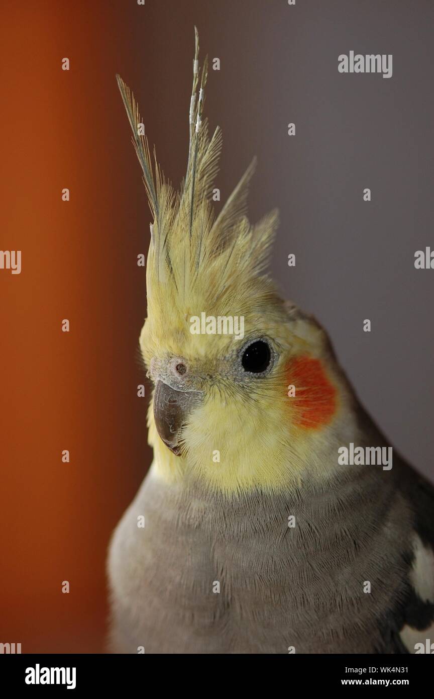 Close up cockatiel hi-res stock photography and images - Alamy
