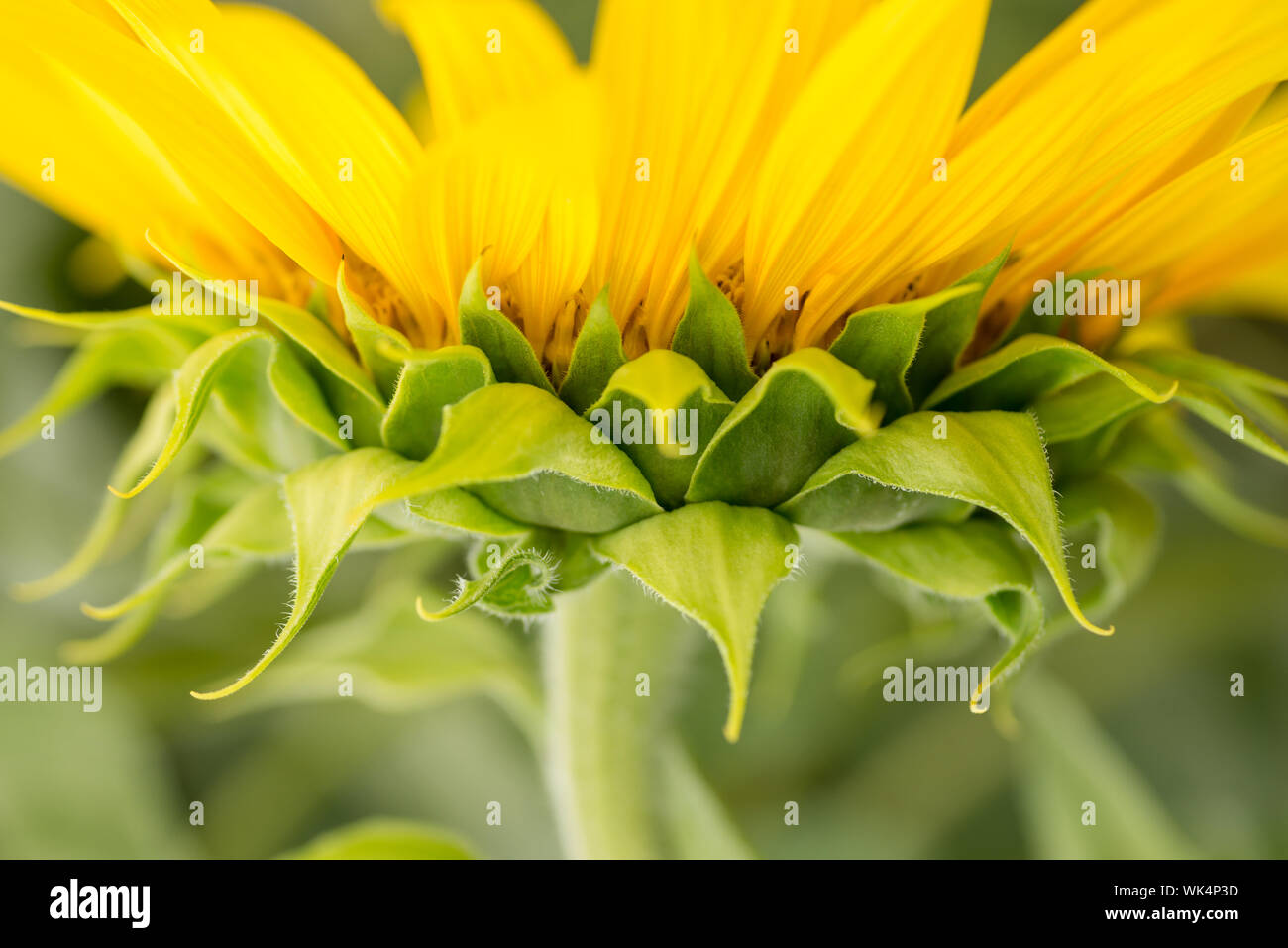 Sunflower from below sun hi-res stock photography and images - Alamy