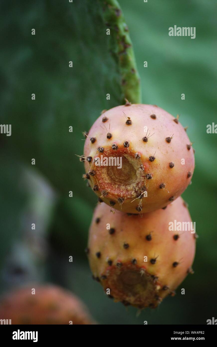 New growth on cactus hi-res stock photography and images - Alamy