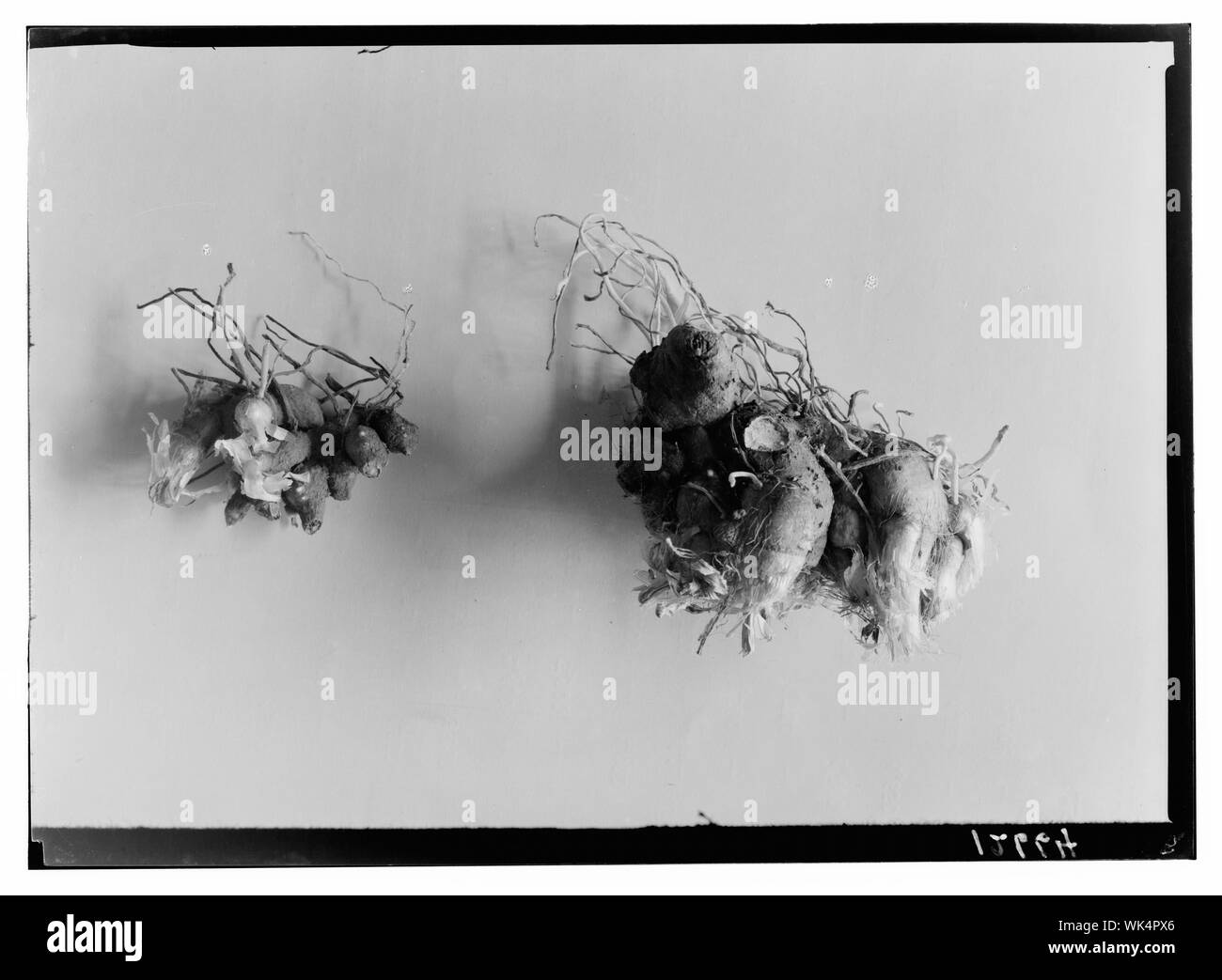 Iris growth Black and White Stock Photos & Images - Alamy