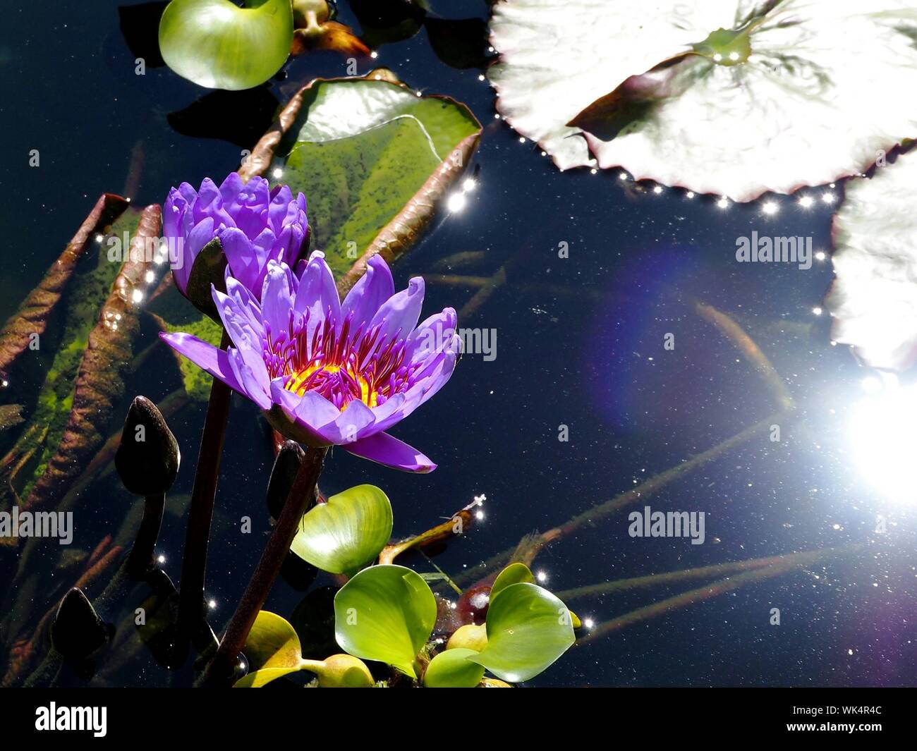 Purple lotus lilies hi-res stock photography and images - Alamy