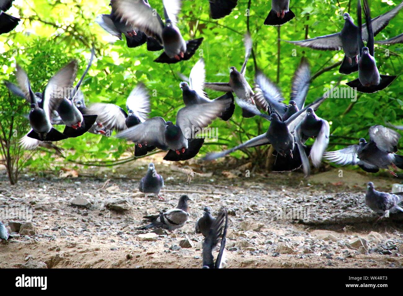 Flying pigeons hi-res stock photography and images - Alamy