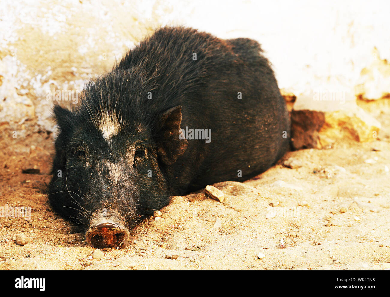 Pig architecture hi-res stock photography and images - Alamy