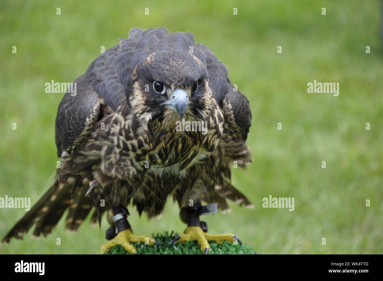 Peregrine falcon looking up hi-res stock photography and images - Alamy