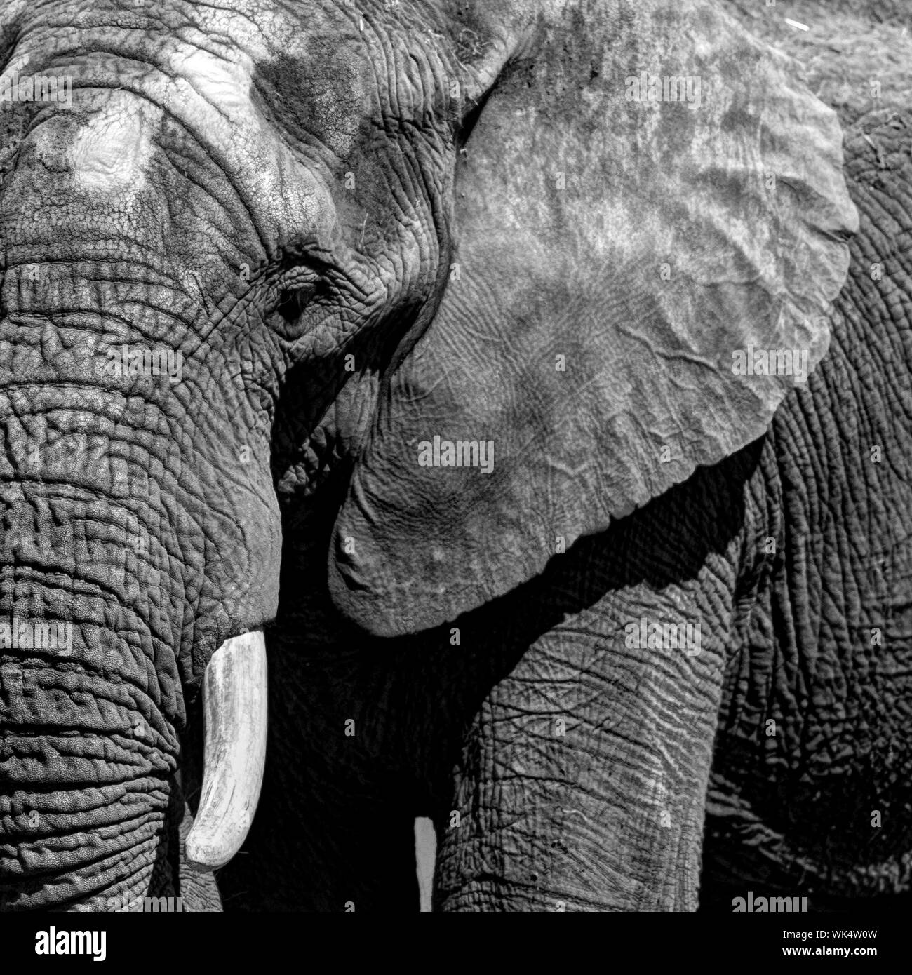 Eye of the elephant Black and White Stock Photos & Images - Alamy