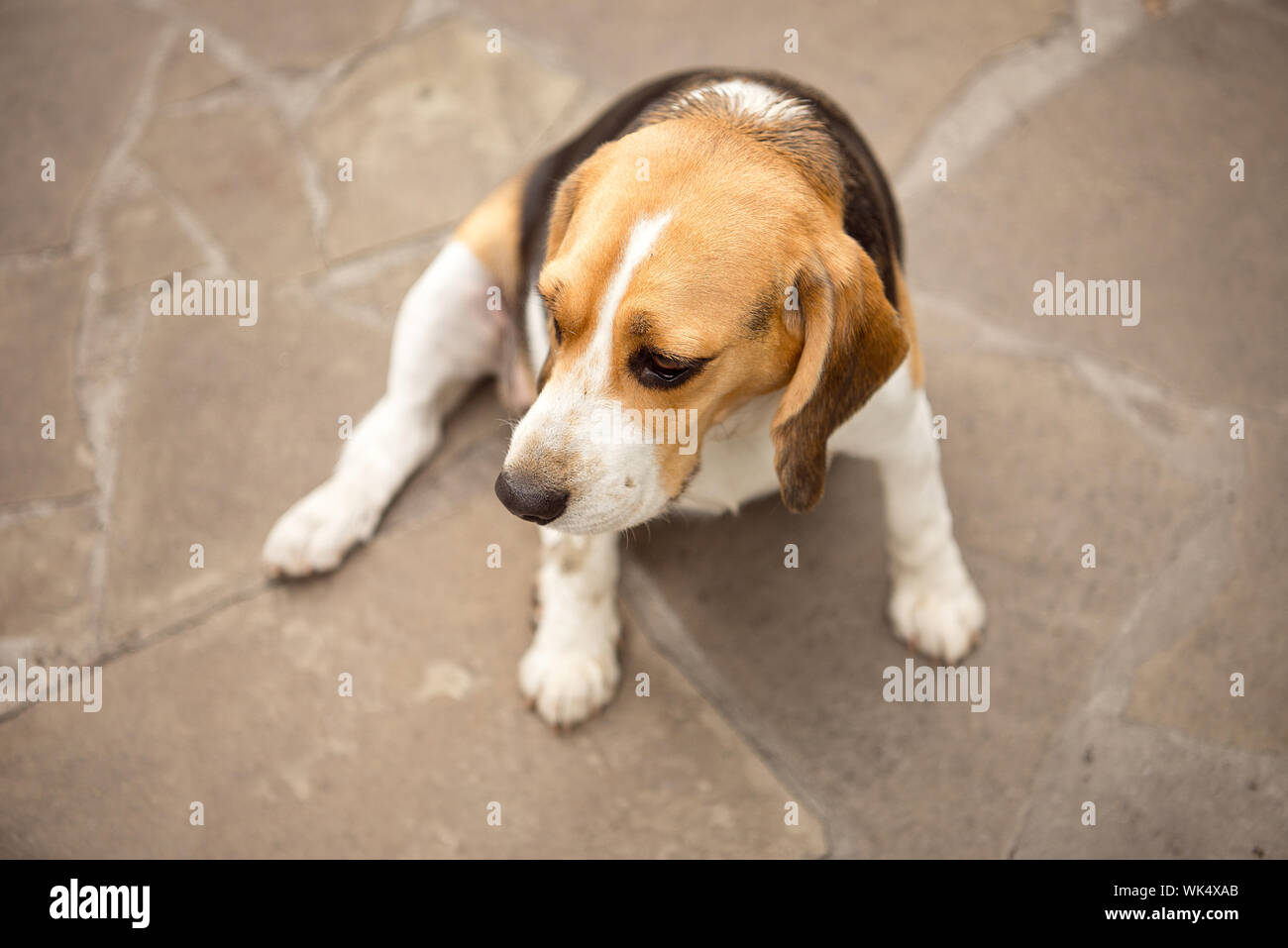 Fat beagle hi-res stock photography and images - Alamy