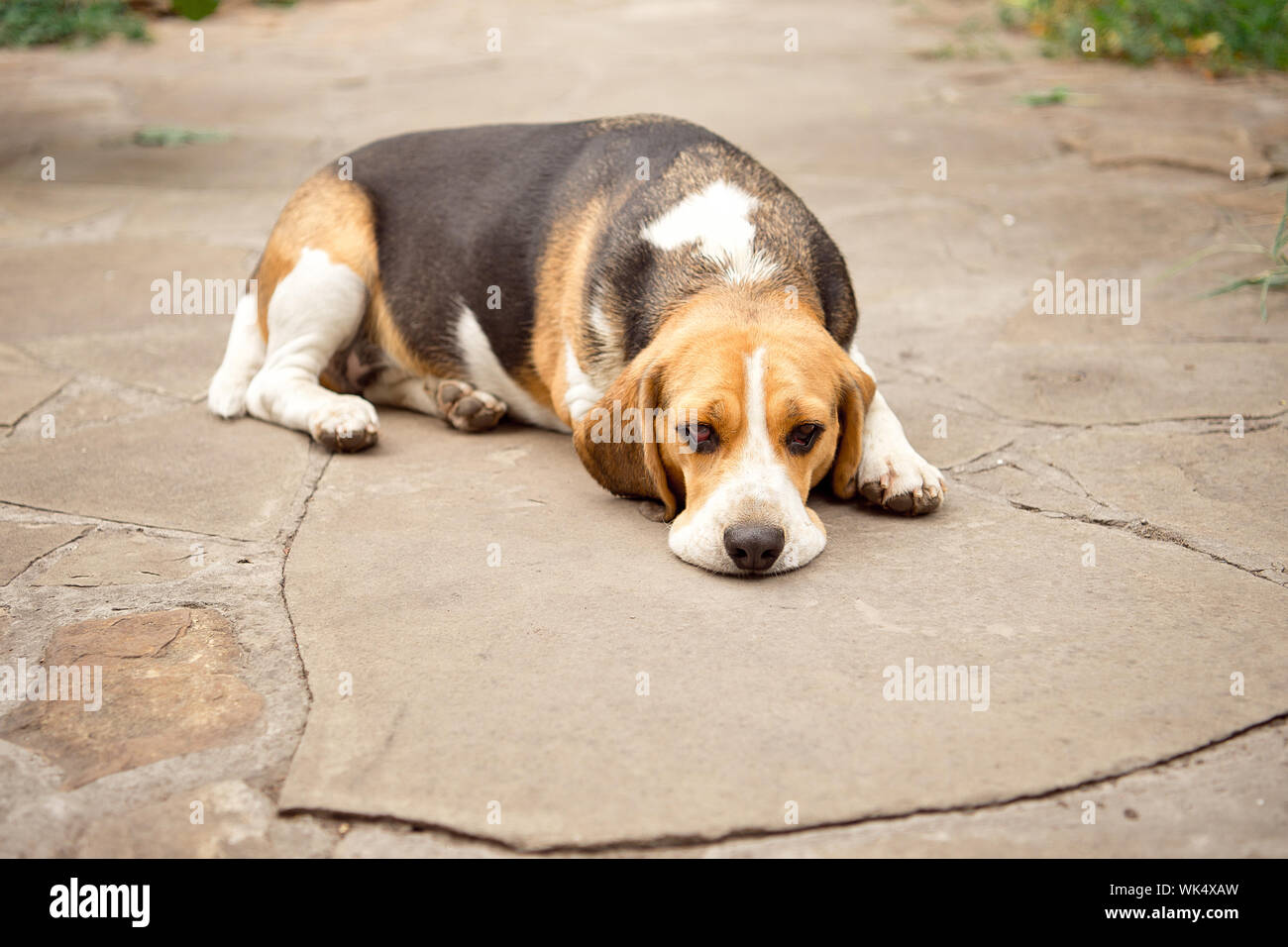 Fat Dog Beagle High Resolution Stock Photography and Images - Alamy