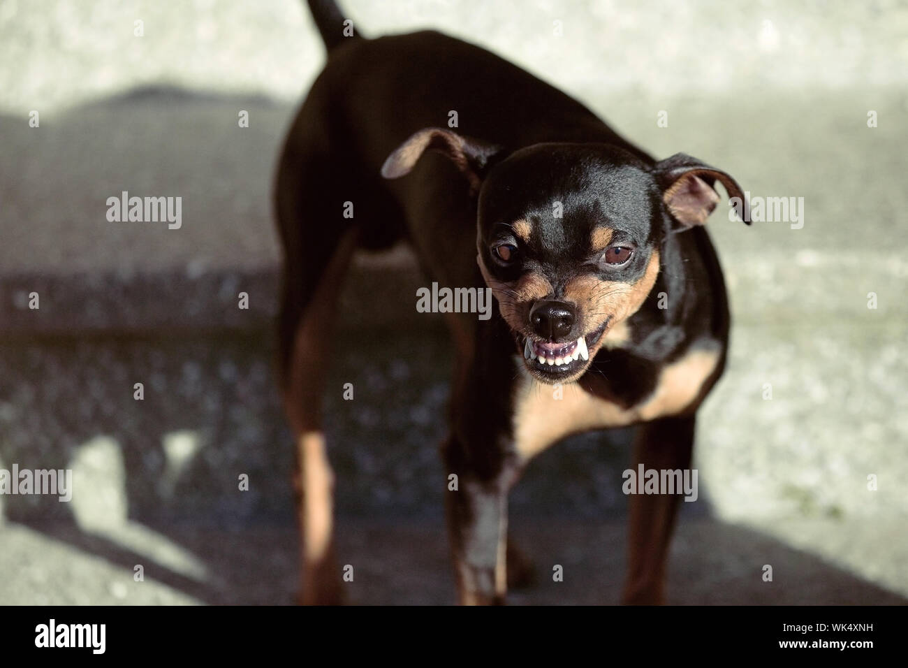 How To Control Angry Rottweiler