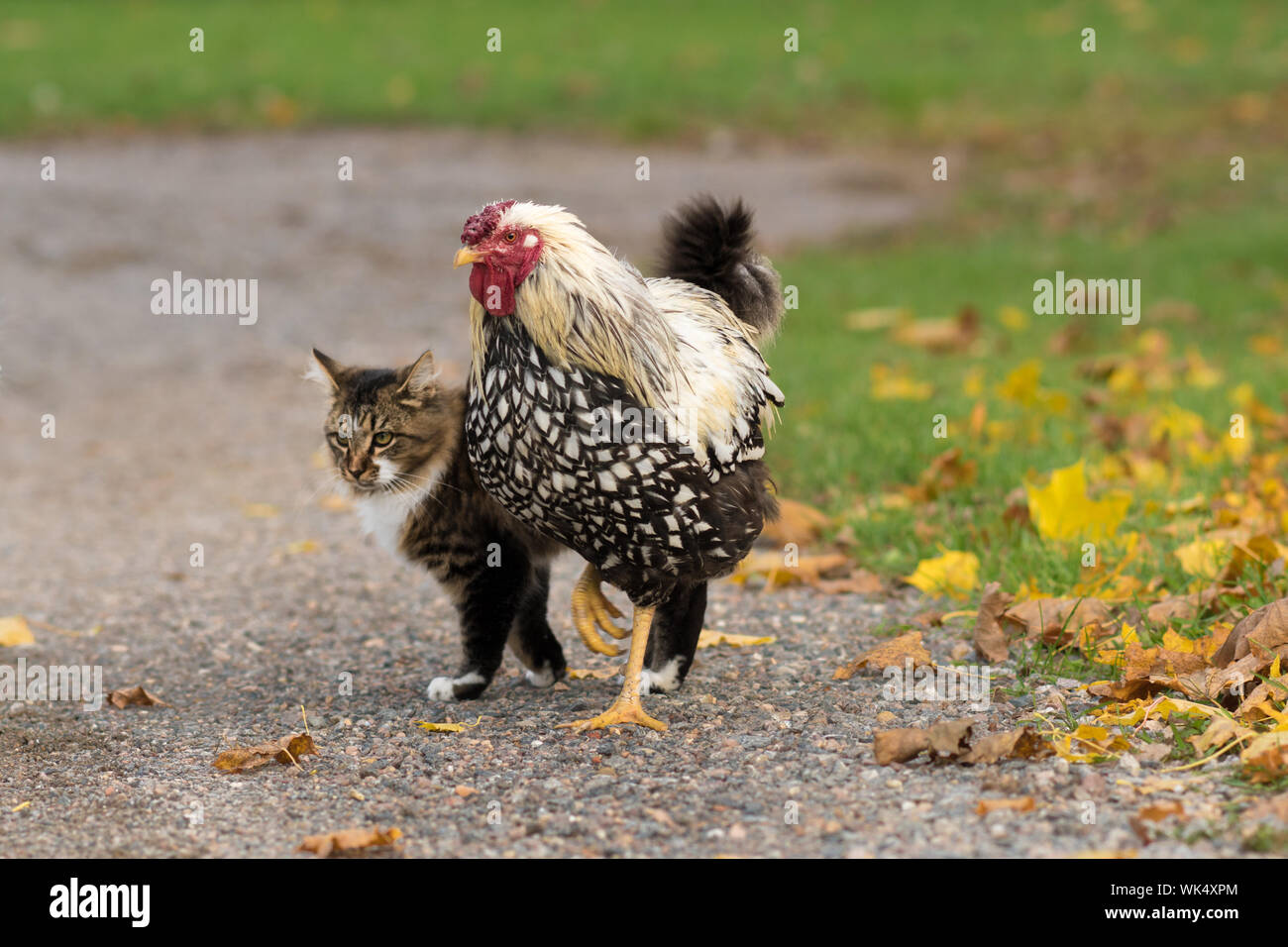 Cat rooster hi-res stock photography and images - Alamy
