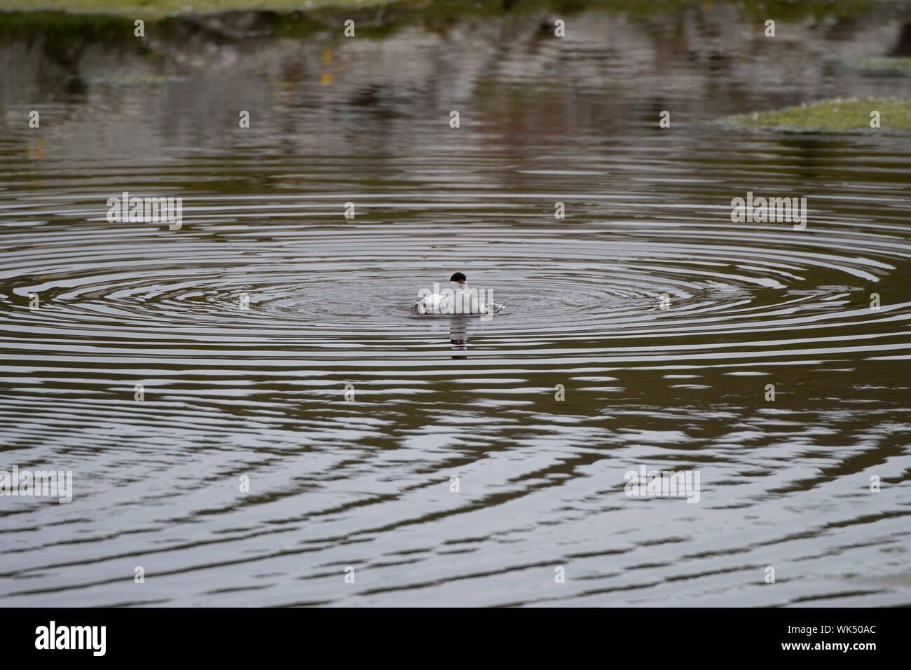 Arctic tern (Sterna paradissaea) washing in brackish pool, Grutness ...