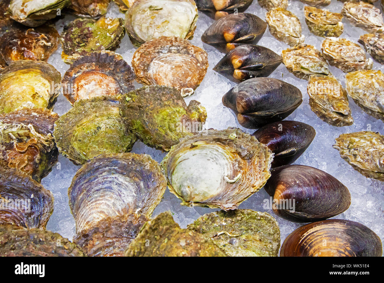 Oysters in shells hi-res stock photography and images - Alamy