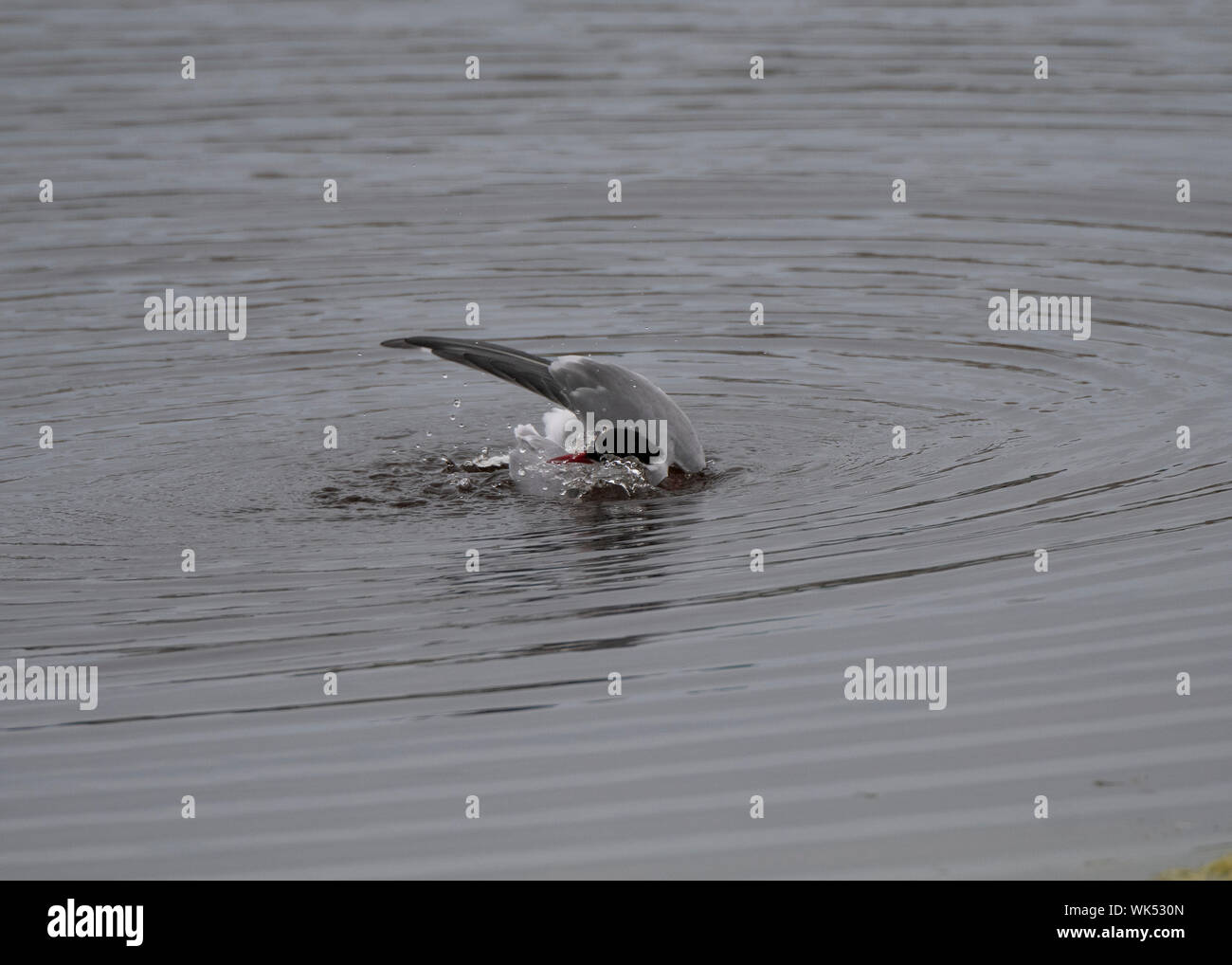 Arctic tern (Sterna paradissaea) washing in brackish pool, Grutness ...