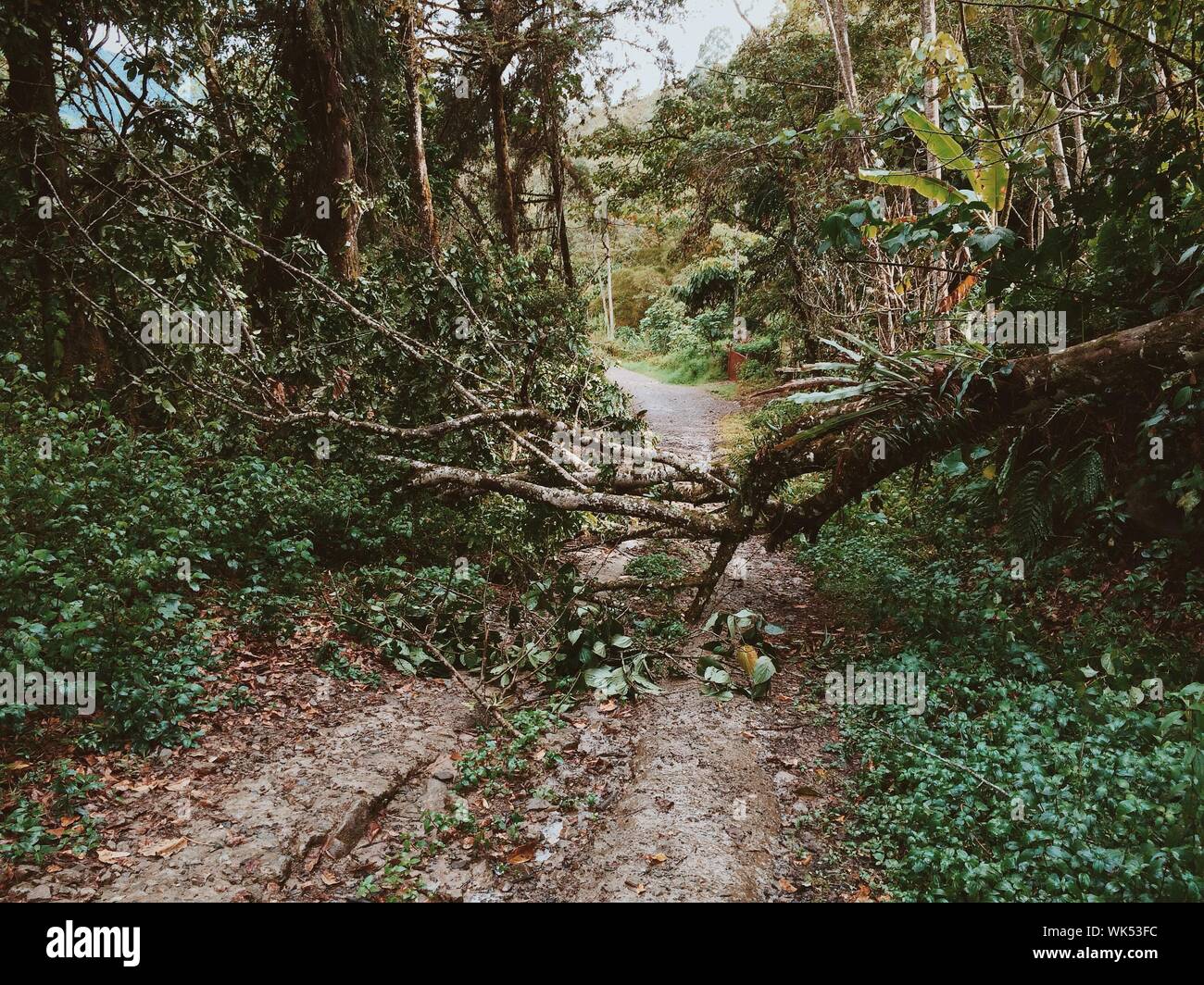 Tree fallen across road hi-res stock photography and images - Alamy