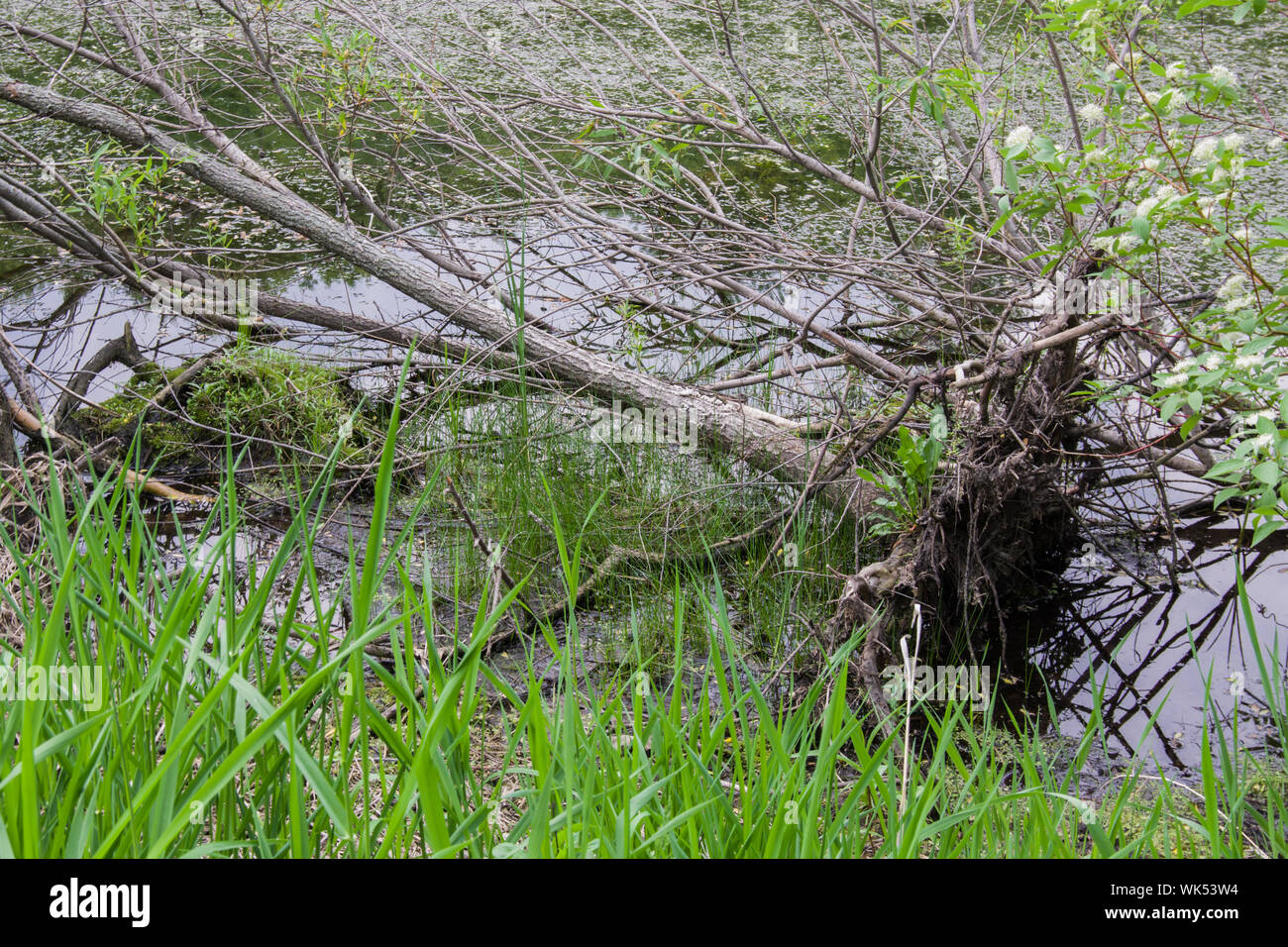Rice marsh lake park hi-res stock photography and images - Alamy