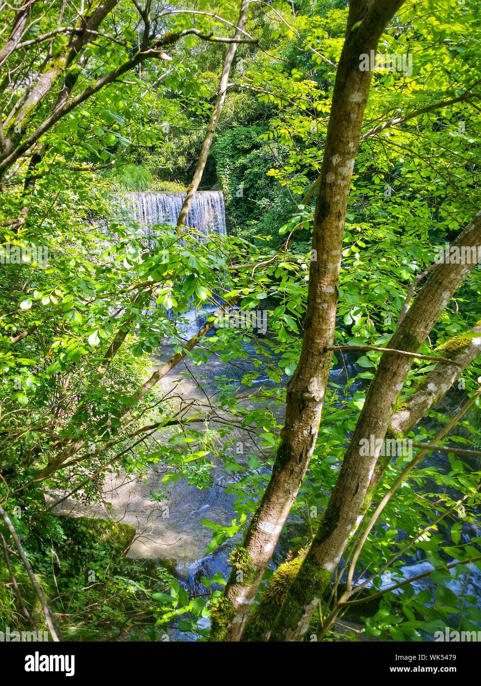 Canopy forest low angle moss hi-res stock photography and images - Alamy