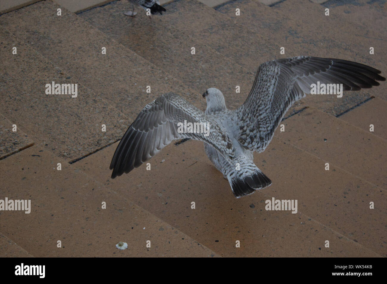 Flying steps hi-res stock photography and images - Alamy