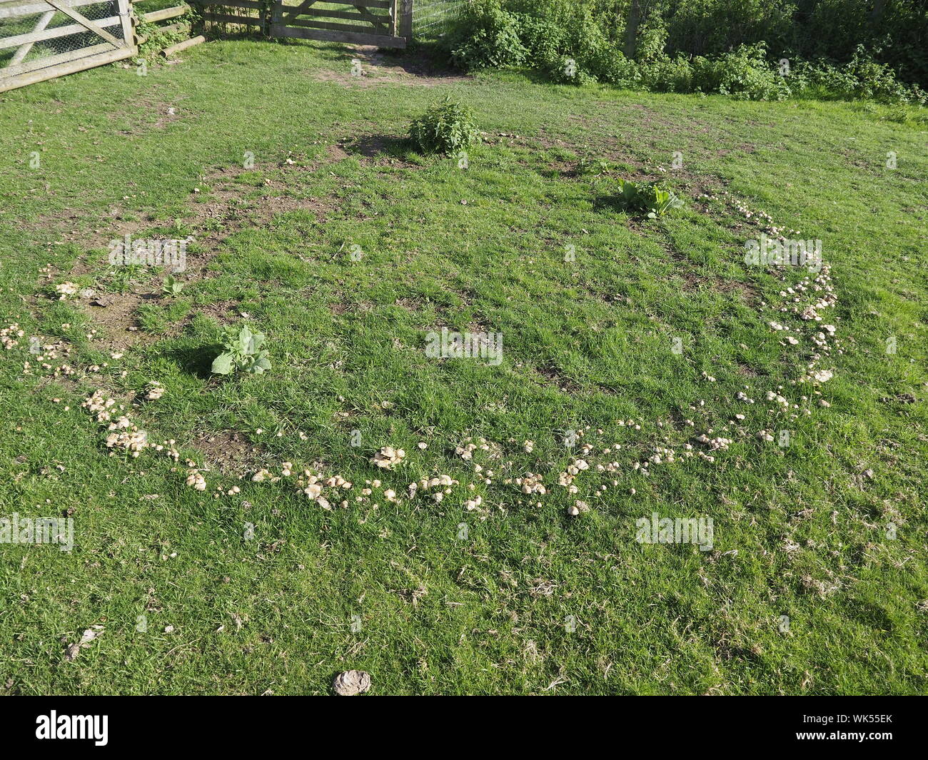 Fungi fairy ring, Warwickshire, August 2019 Stock Photo - Alamy