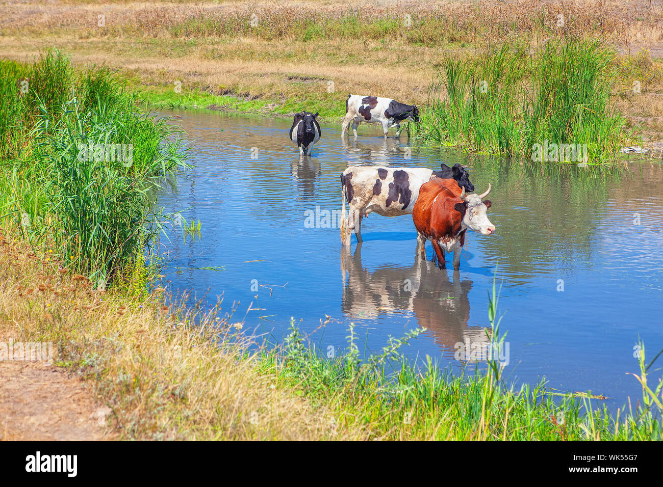 Domestic cows standing in the pond water Stock Photo - Alamy