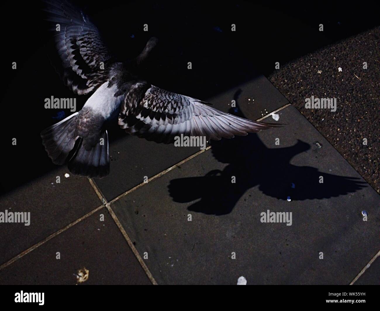 Rock dove flying hi-res stock photography and images - Alamy