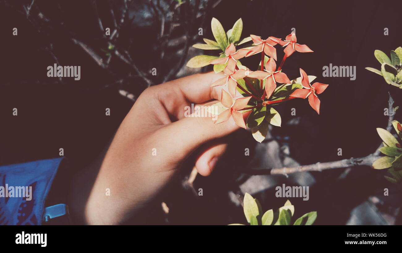 Plant picking up hi-res stock photography and images - Alamy