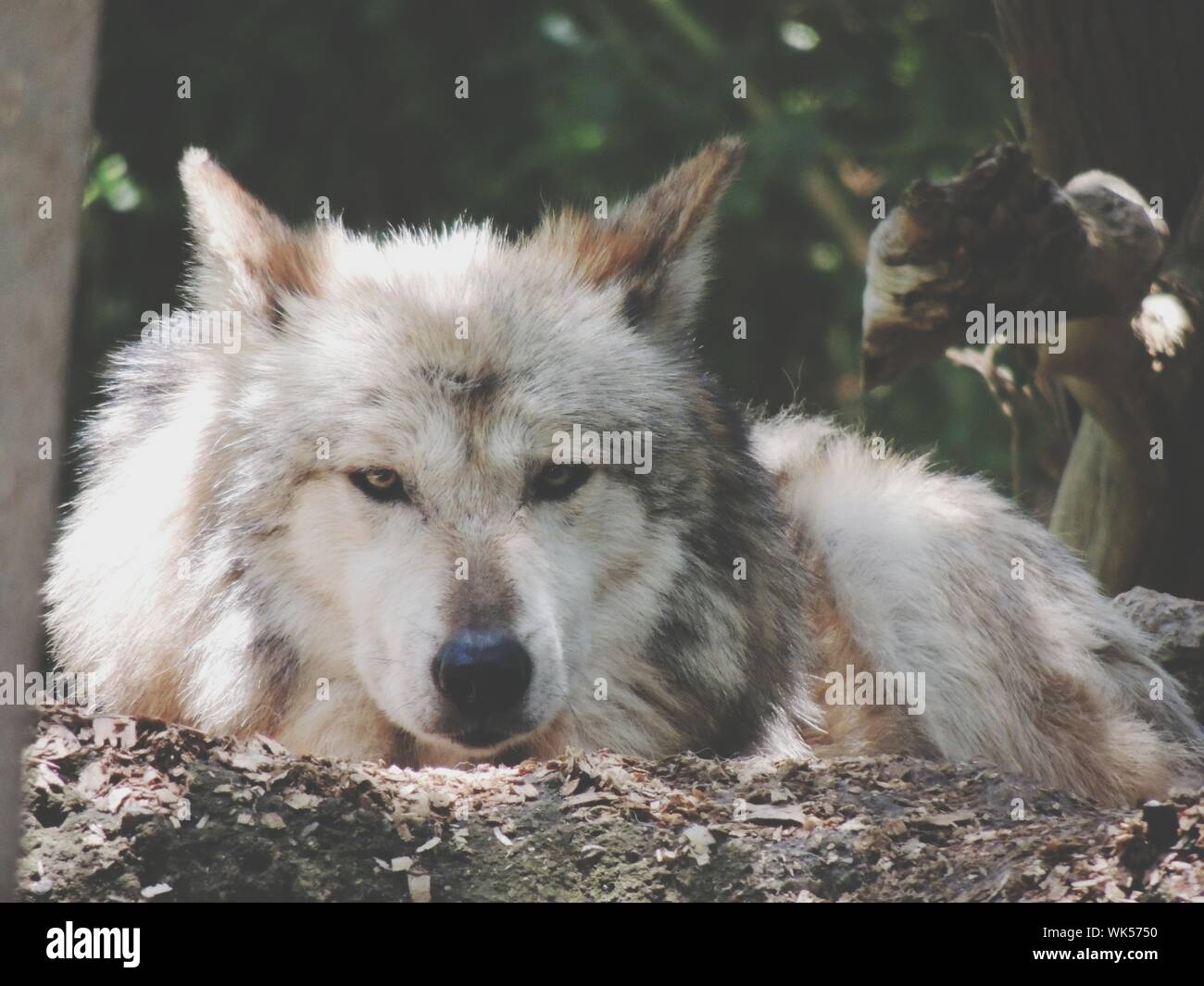 Wolf ground hi-res stock photography and images - Alamy