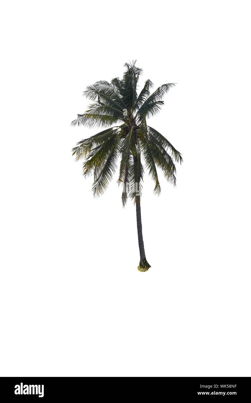 Palm white background hi-res stock photography and images - Alamy