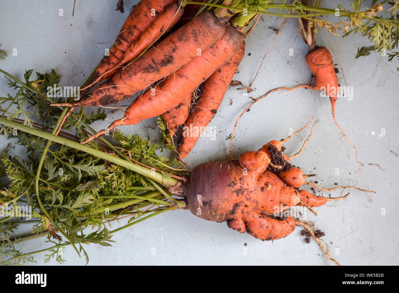 Ugly carrot vegetable. Strange funny-shaped carrot with tops on a light ...