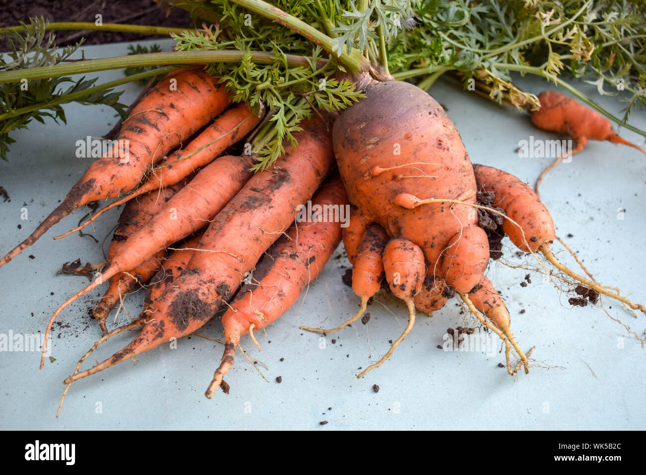 Ugly carrot vegetable. Strange funny-shaped carrot with tops on a light ...
