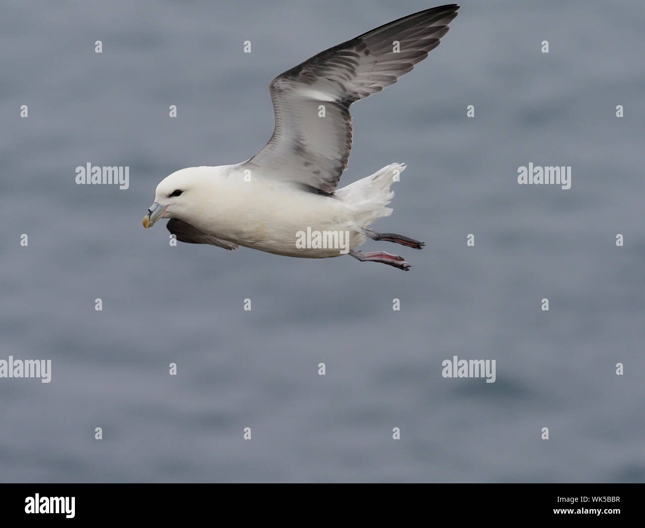 Fulmar, Fulmarus glacialis, single bird in flight, Skokholm, Wales ...