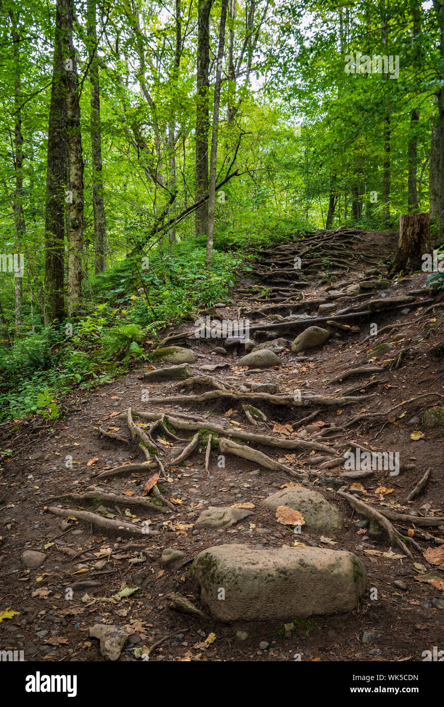 Horizontal View of Pixely Falls Hike Trail Naturally Formed by Trees ...