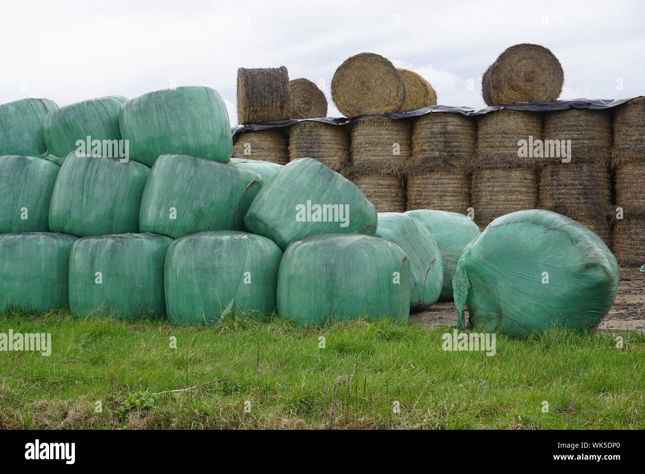 Green Hay Bales