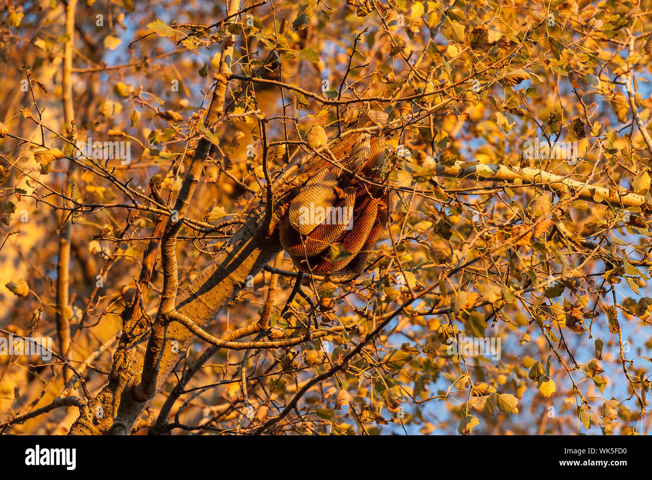Tree branch beehive hi-res stock photography and images - Alamy