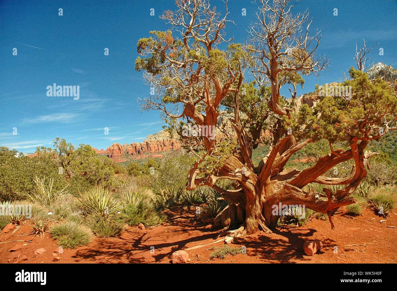 Trees growing in desert hi-res stock photography and images - Alamy