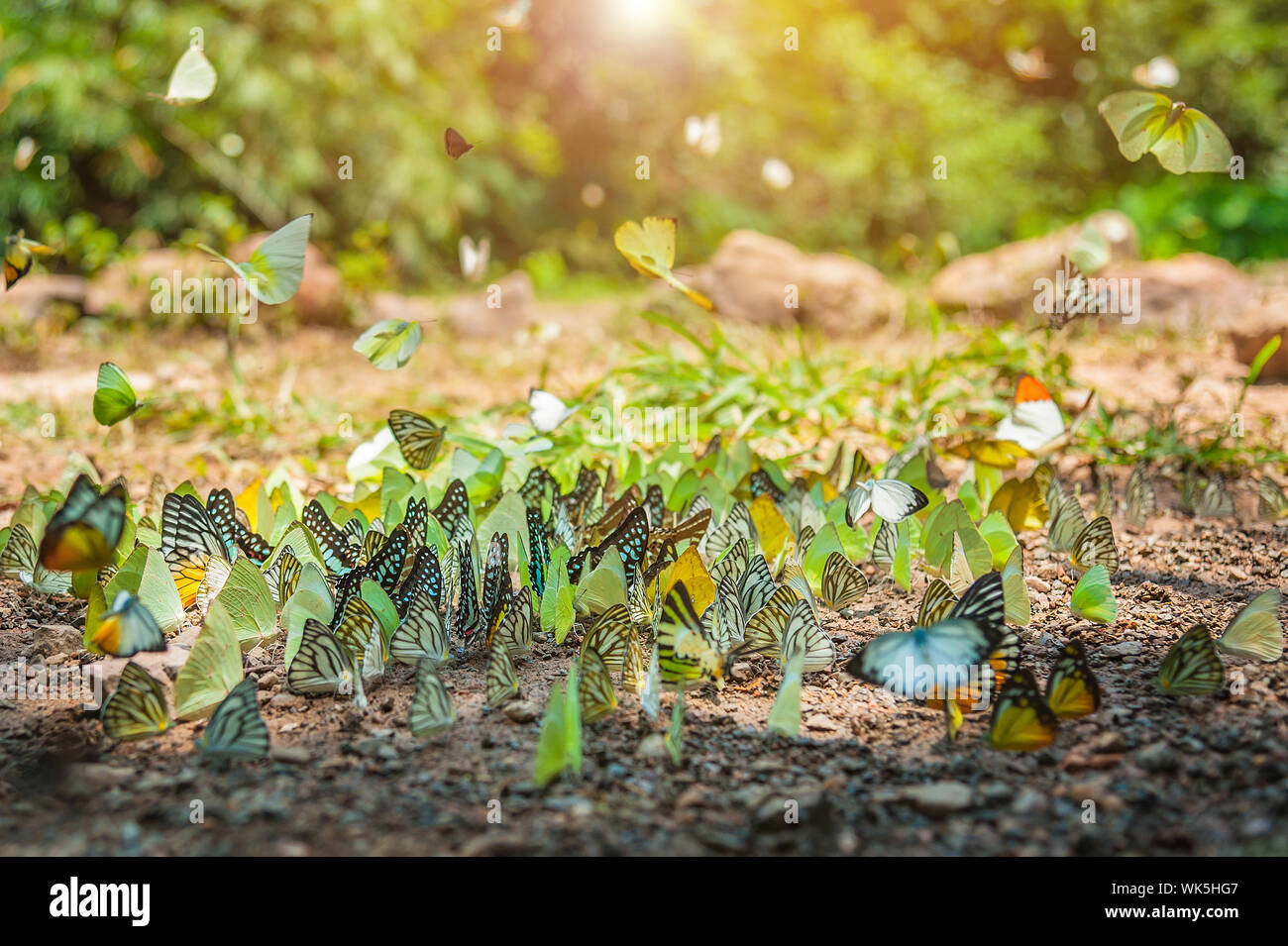 Group of butterflies in garden hi-res stock photography and images - Alamy