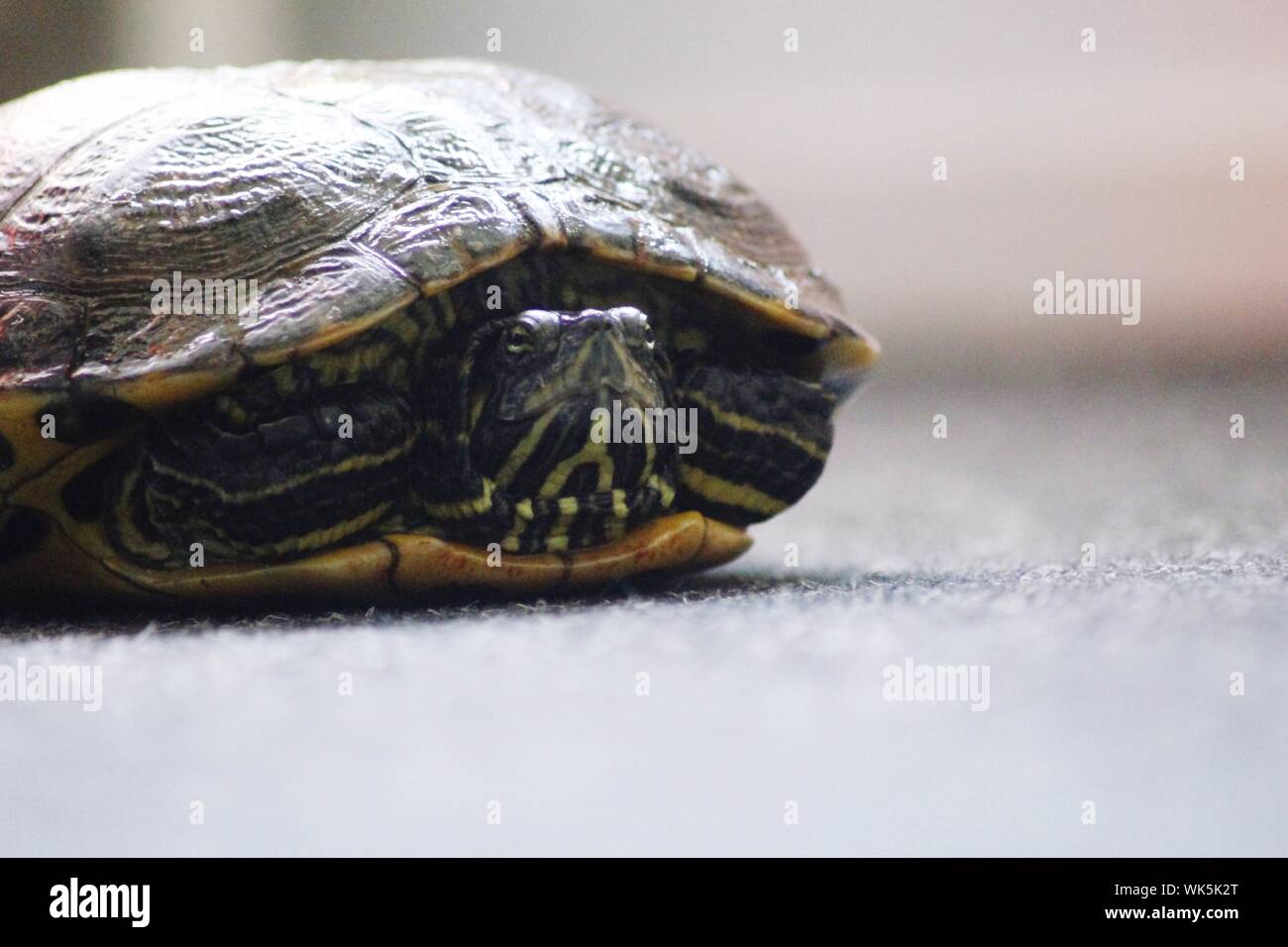 Turtle hiding hi-res stock photography and images - Alamy