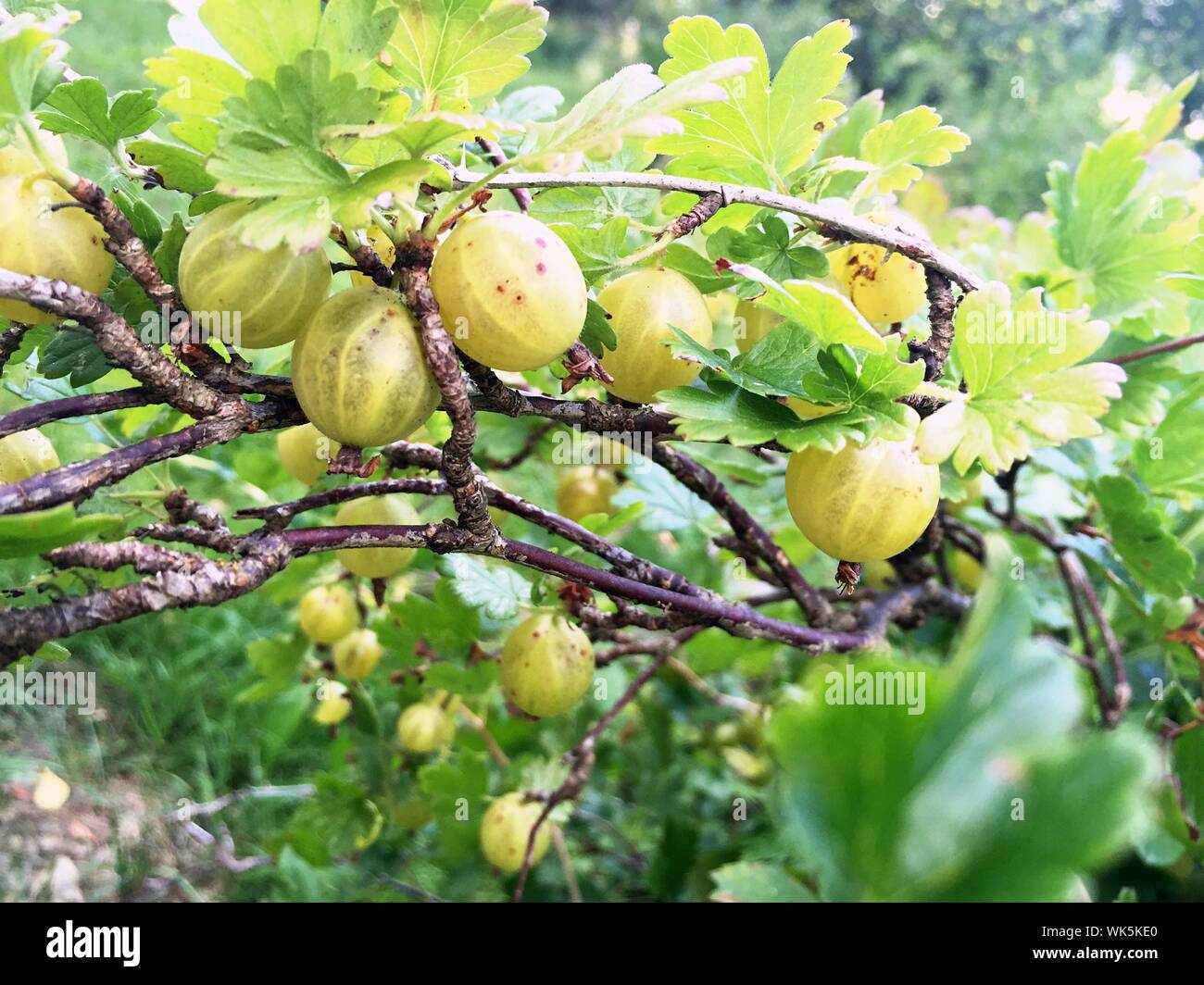 Gooseberry tree hi-res stock photography and images - Alamy