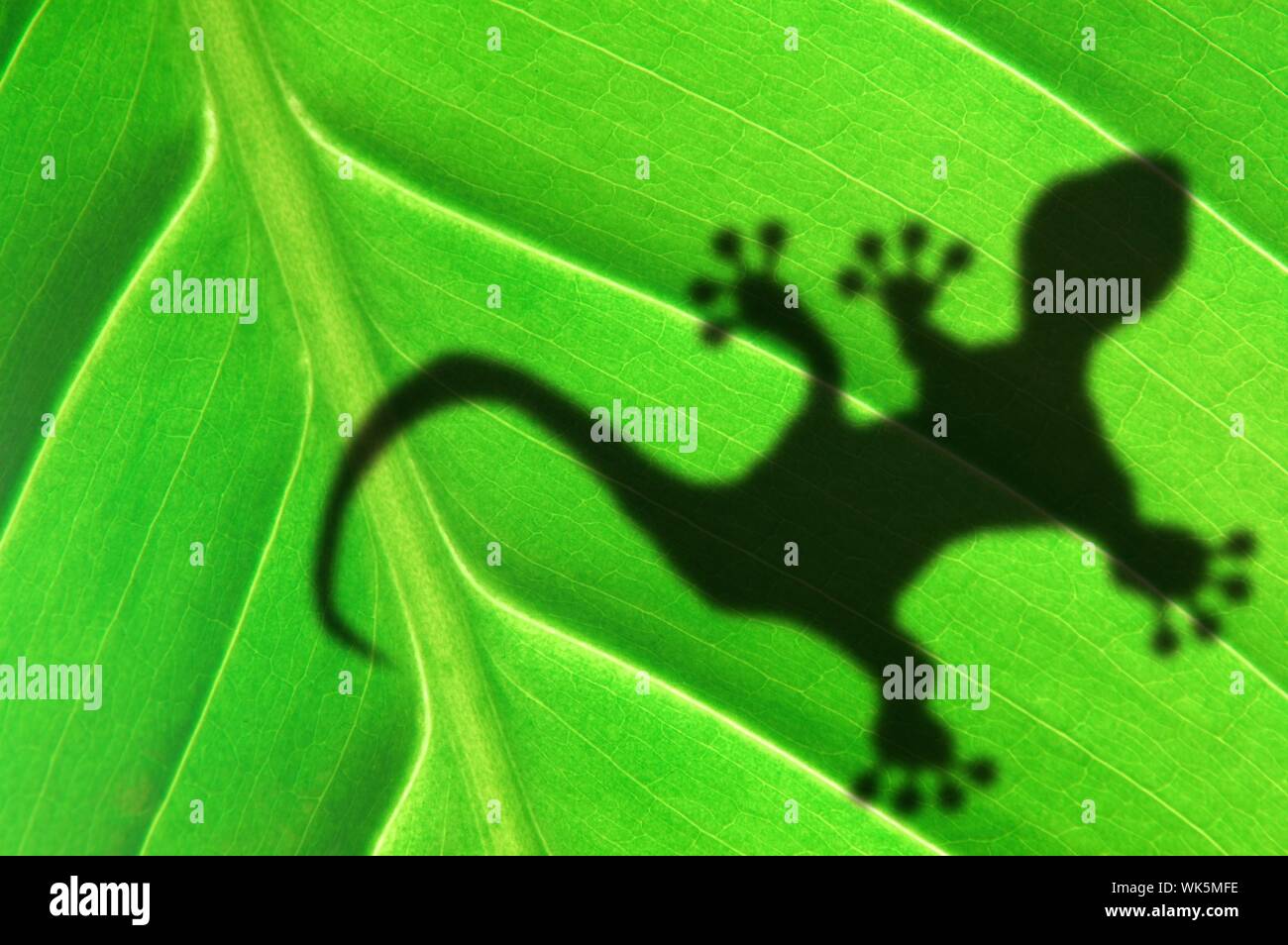 green jungle leaf with gecko shadow showing rainforest or nature ...