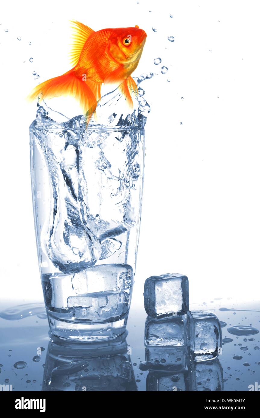 goldfish in cocktail drink glass and water showing bar flee free or ...