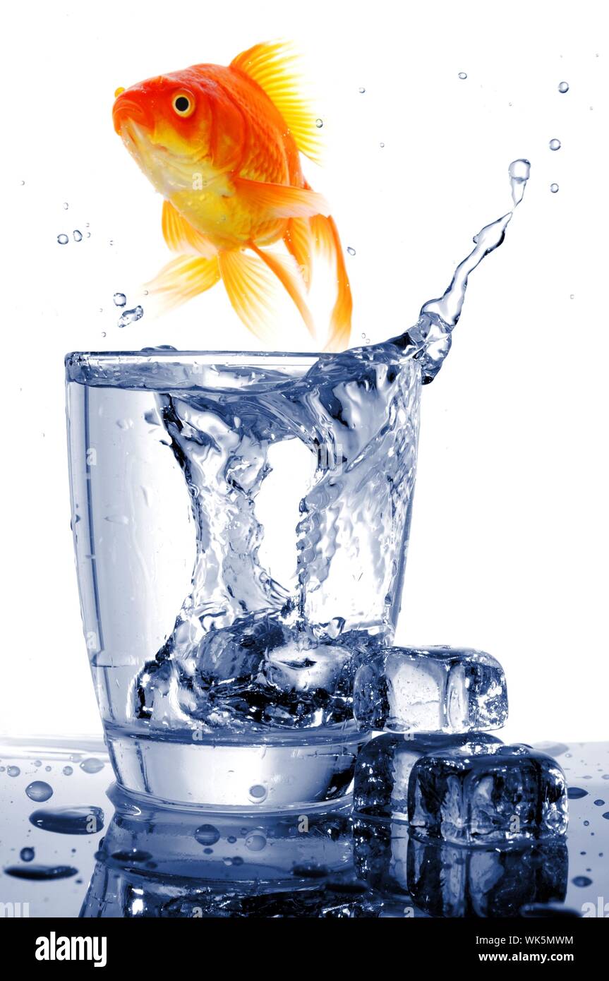 goldfish in water glass fishtank isolated on white background Stock ...