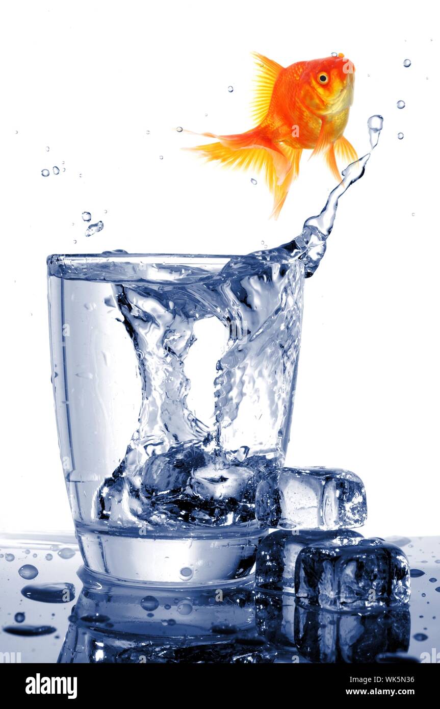 goldfish in drink glass showing jail prison free or freedom concept ...