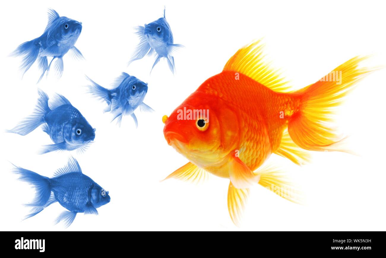 standing out of the crowd concept with individual successful goldfish ...