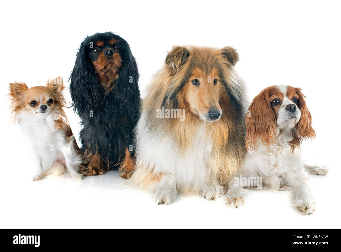 cavalier king charles and collie in front of white background Stock ...