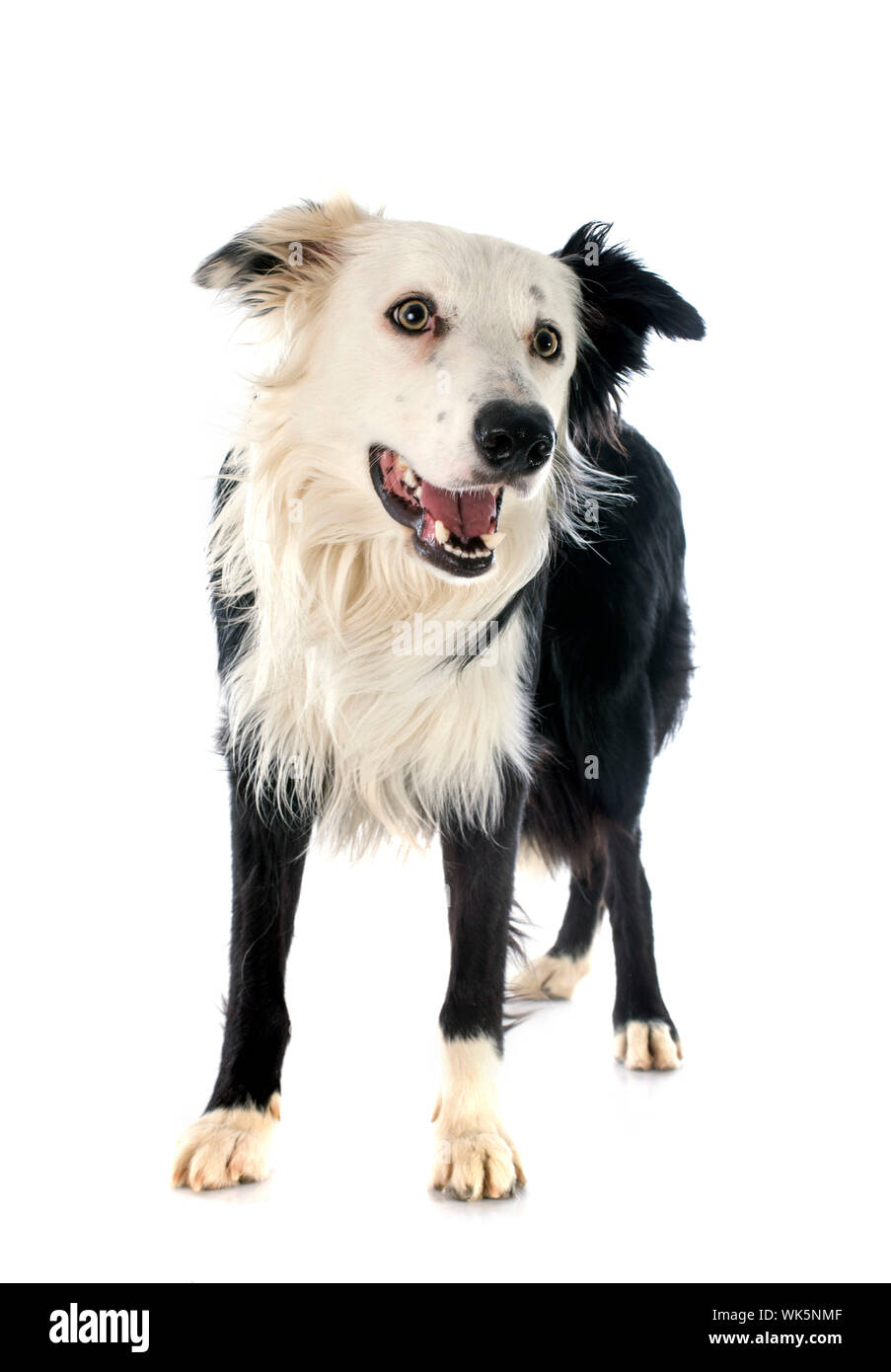 purebred border collie in front of white background Stock Photo - Alamy
