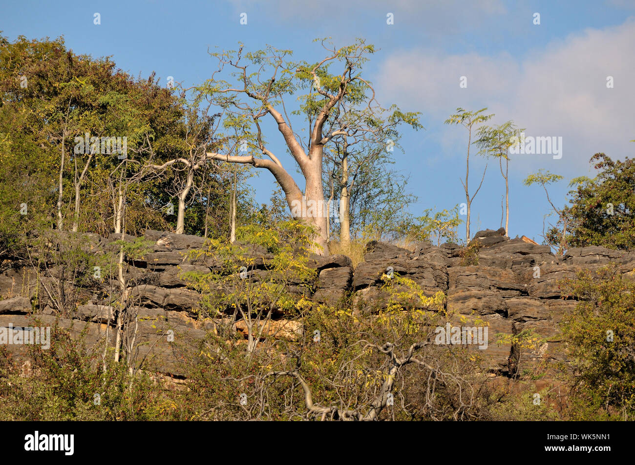 Moringa tree at Halali in Etosha National Park, Namibia Stock Photo - Alamy