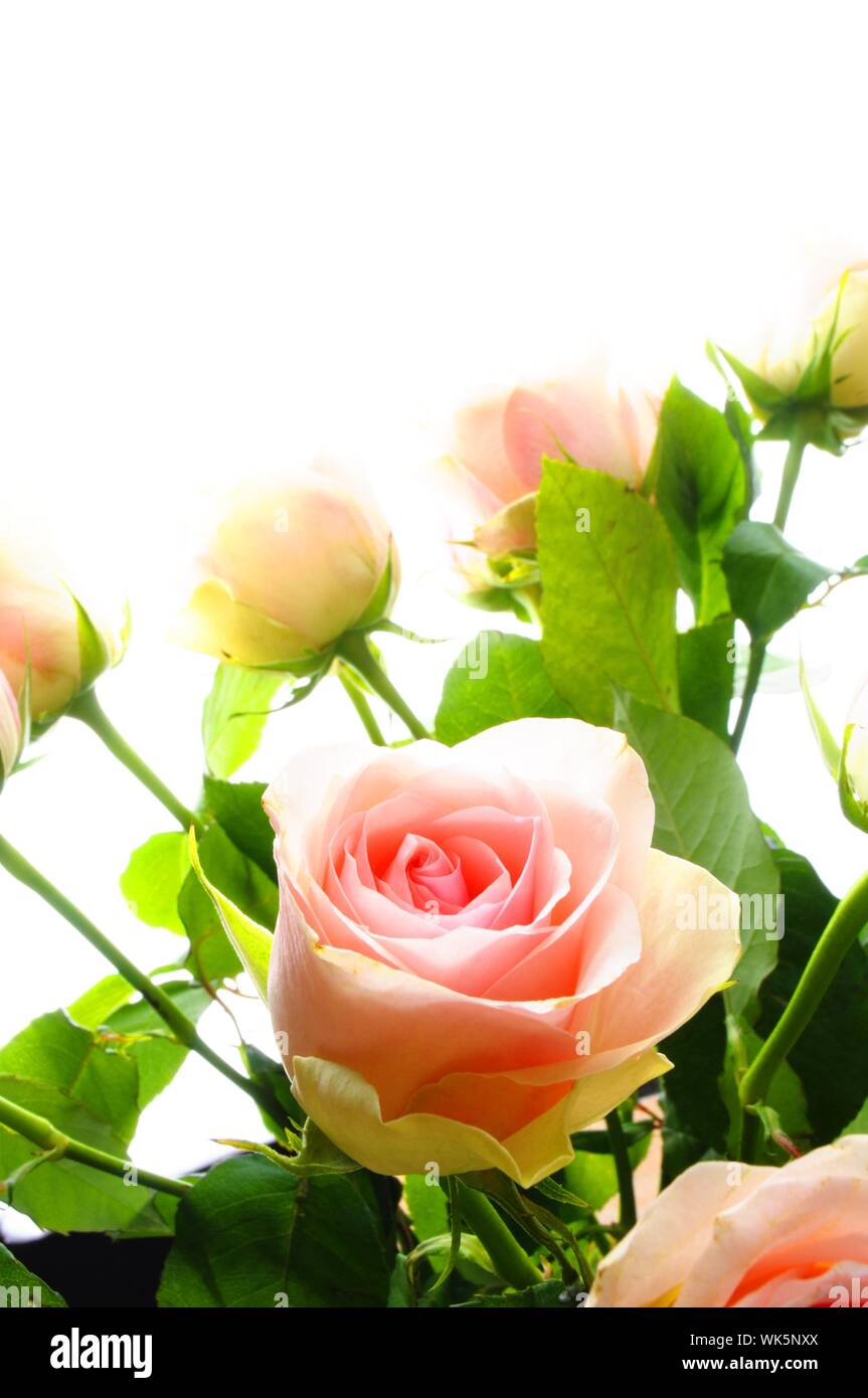 rose flower showing amor love or anniversary concept Stock Photo - Alamy