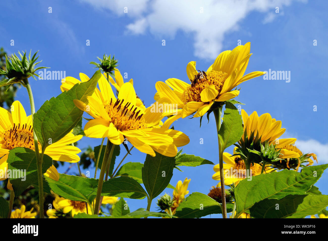 Helianthus meteor hi-res stock photography and images - Alamy