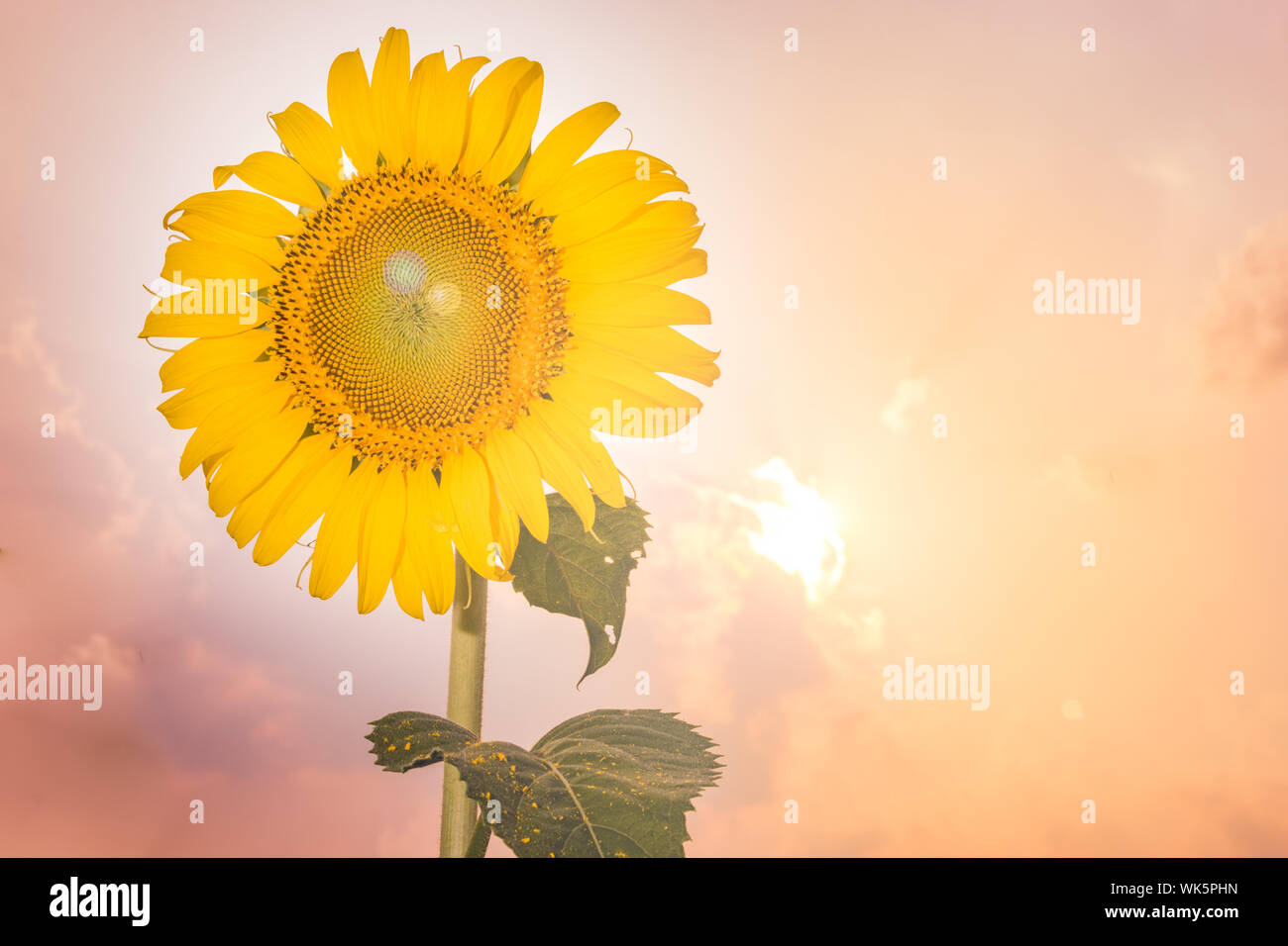 Close up view of single sunflower hi-res stock photography and images ...